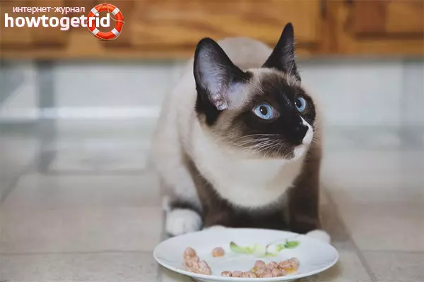 ¿Qué alimentar a un gato tailandés?