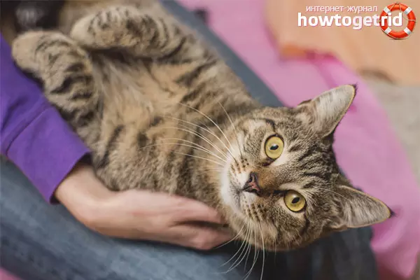 ¿Cuáles son las razas de gatos más cariñosas e inteligentes?