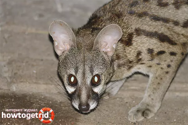 Genet.