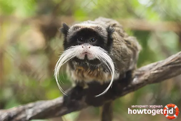 Tamarin inperiala - deskribapena, habitat, bizimodua