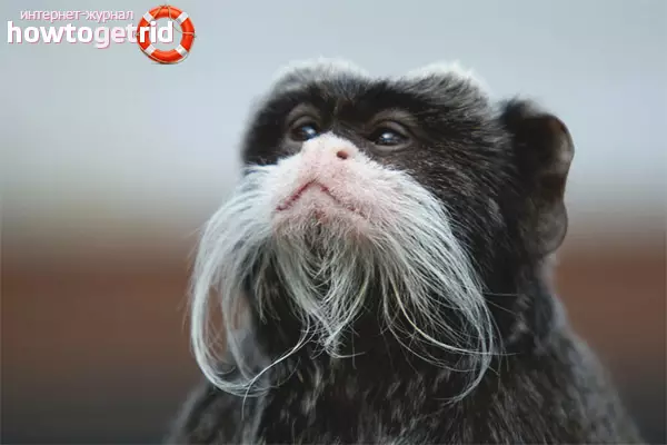 Nutrição e estilo de vida do Tamarin Imperial