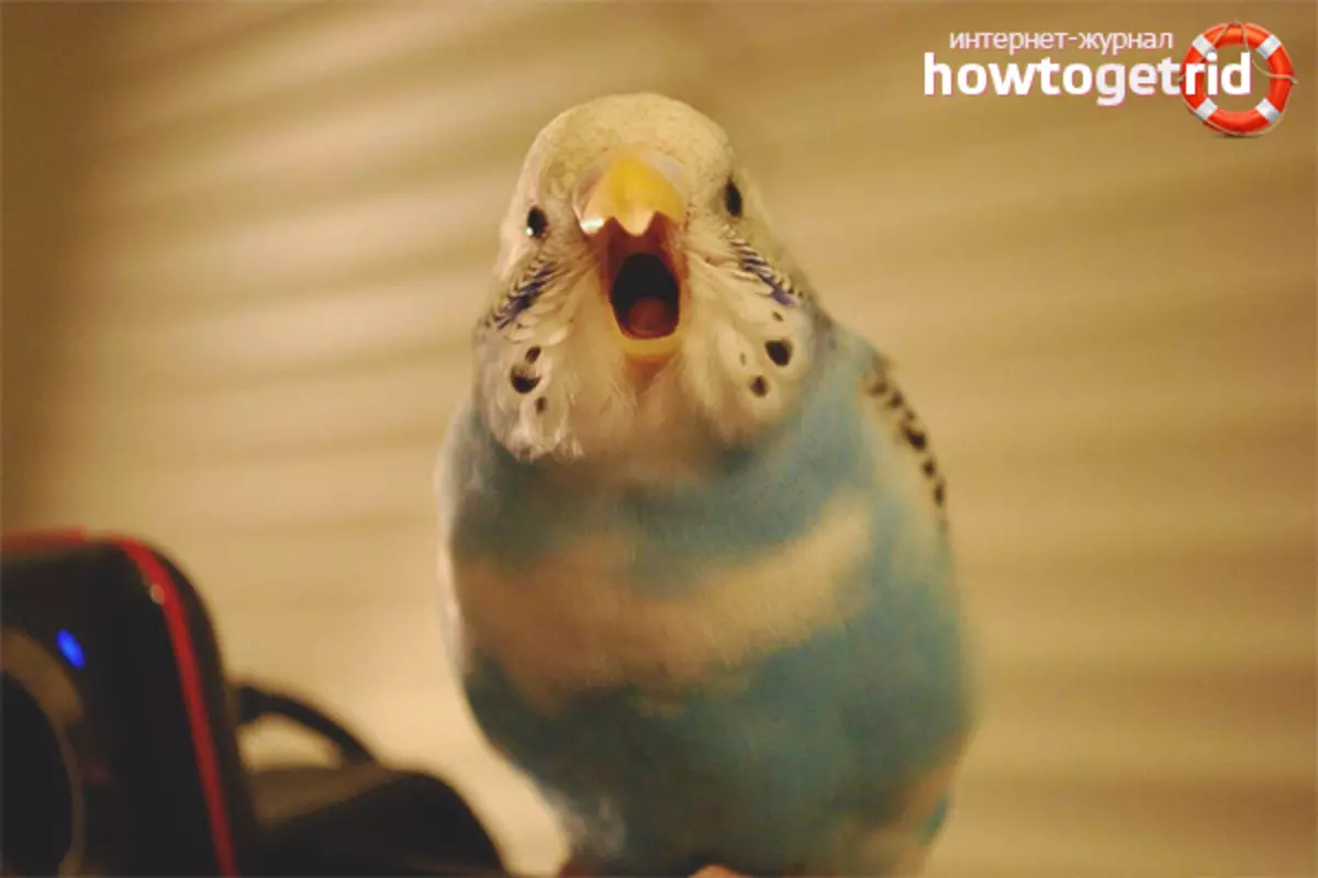 Comment enseigner un perroquet ondulé