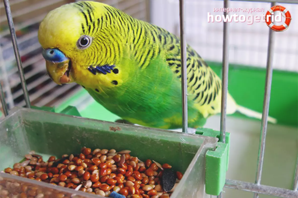 Comment nourrir un perroquet ondulé