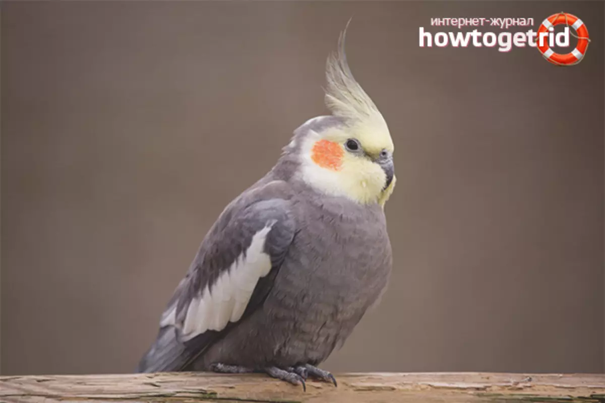 Hvernig á að kenna páfagaukur Kororel