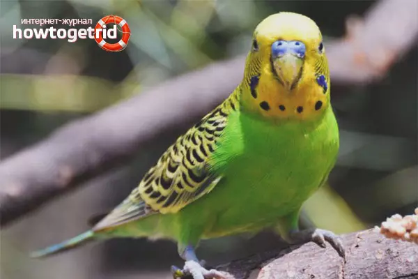 Ungayifundisa Kanjani I-Parrot Ukukhuluma