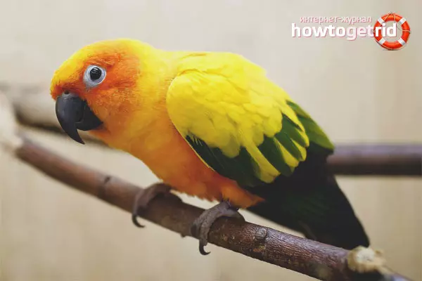 Nigute ushobora gushyushya parrot niba inzu ikonje