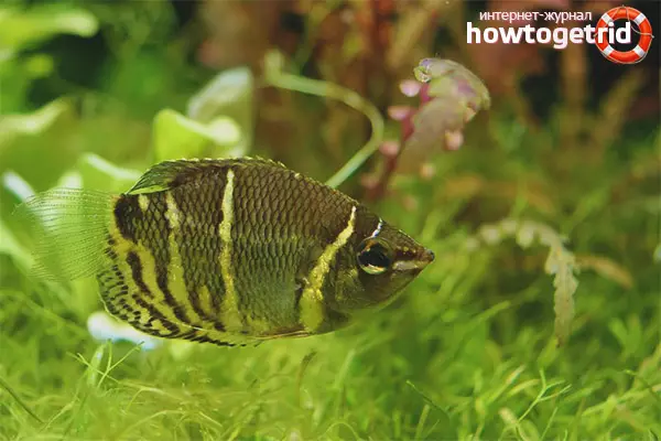 O le sukalati o le sukalati - tausi ma mea i totonu o le aquarium