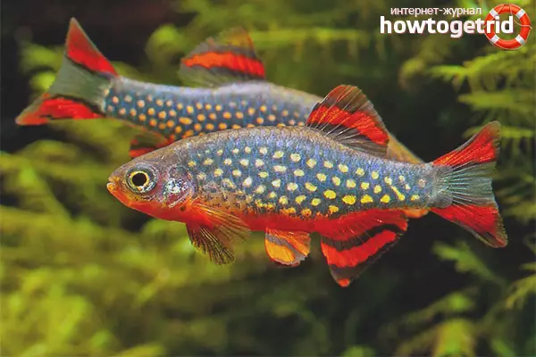 Micrea-Réaltra - Cúram agus Clár Ábhair in Aquarium