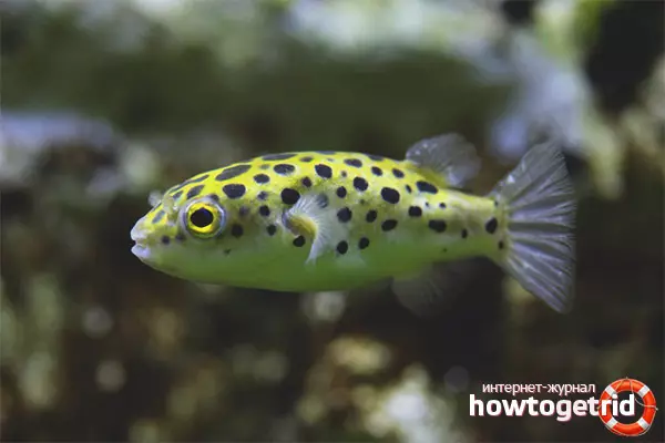 Tetradon Glas - Cúram agus Ábhar sa Aquarium