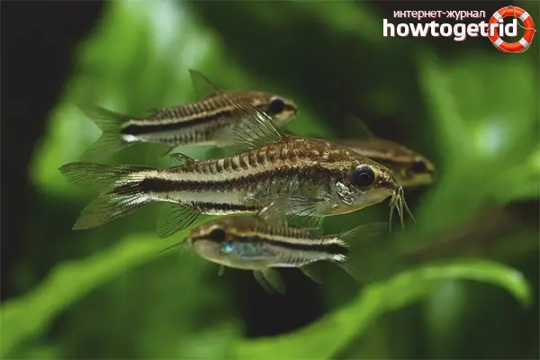 Conairí Muca - Cúram agus Ábhar sa Aquarium