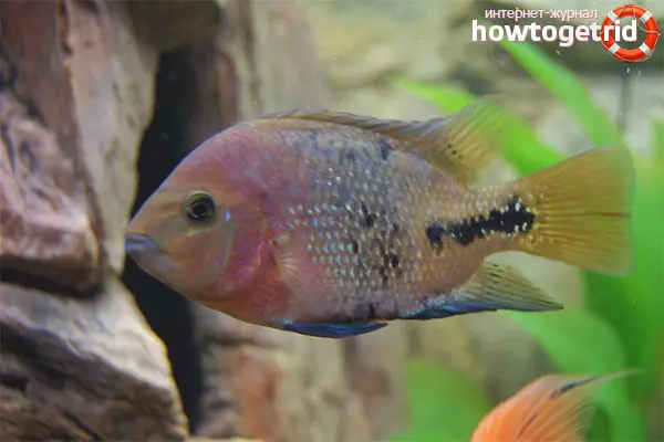 Ciumhaiseanna Rainbow - Cúram agus Ábhar sa Aquarium