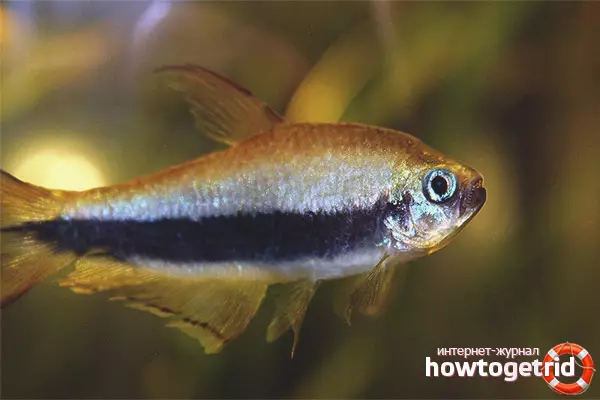 Ríoga TETRA - Cúram agus Clár Ábhair in Aquarium