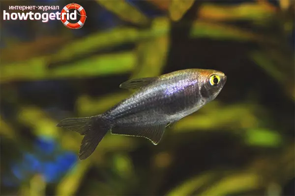 Royal Tetra кантип тепсеңиз болот