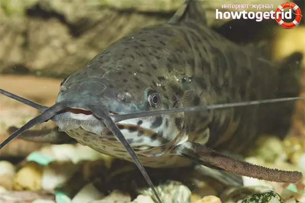 Com tarakatum-ukhathalelo kunye nomxholo kwi-Aquarium