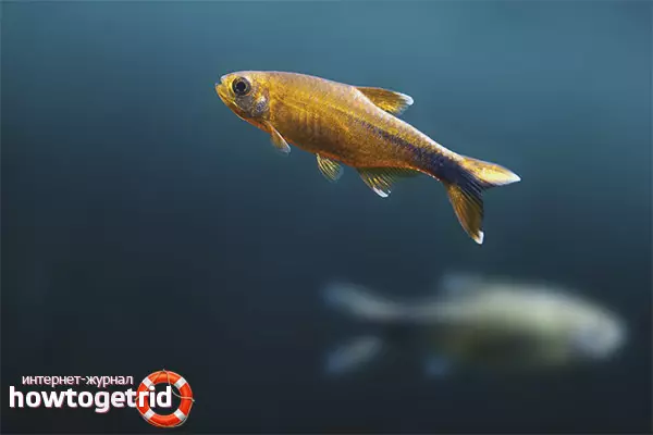 I-Copper Tetra-Unonophelo kunye nomxholo kwi-Aquarium