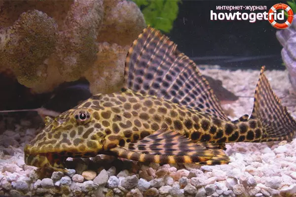 De inhoud van het pterygoplicht in het aquarium