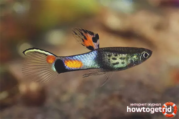 Guppie Endler - Aquariumeko arreta eta edukia