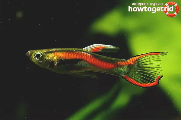 Содржина Guppy Endlera.