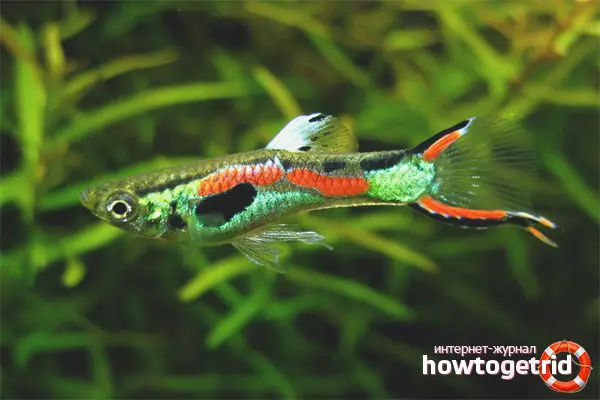 Feeding Guppy Endlera.