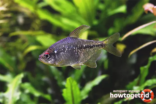 Fokkerij Diamond Tetra