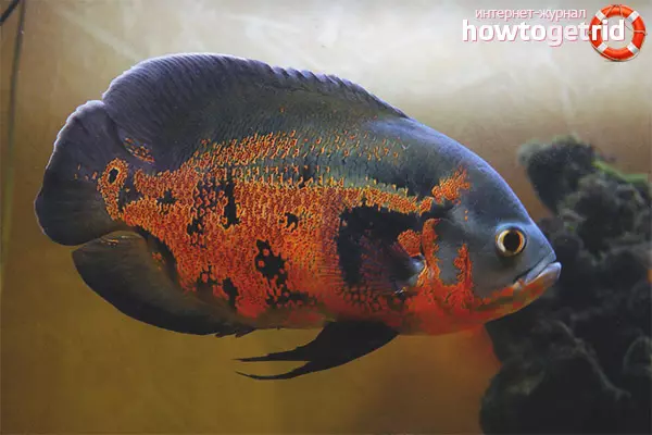 Aquarium Fish Astronotus.