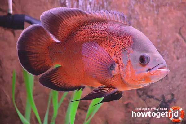 Astronotus-inhoud