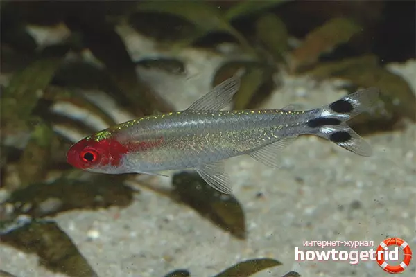 Rostostomus - Aquariumeko arreta eta edukia