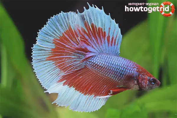 I-Aquarium Fish Petushki - Ukunakekelwa Nokuqukethwe