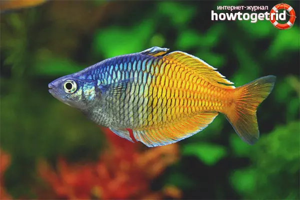 I-Baesman Rainbow - ukunakekelwa nokuqukethwe ku-aquarium