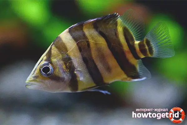 I-Tiger Perch - ukunakekelwa nokuqukethwe ku-aquarium