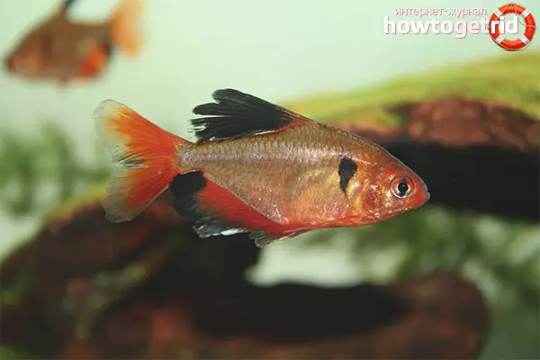 I-Aquarium Fish Minor - ukunakekelwa nokuqukethwe