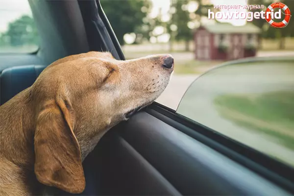 Koera aktsiad auto - mida teha?