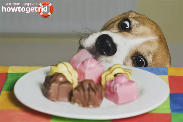 Was Sie den Hund nicht füttern können: Die Besitzer auf der Notiz!