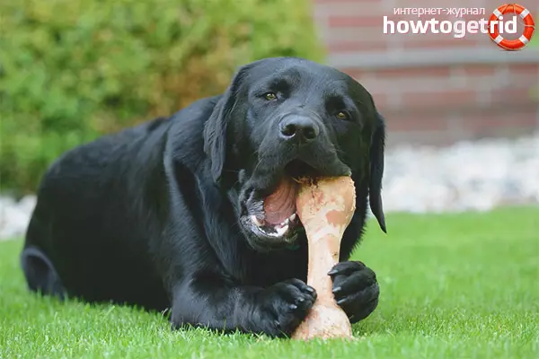 Köpek kemikleri