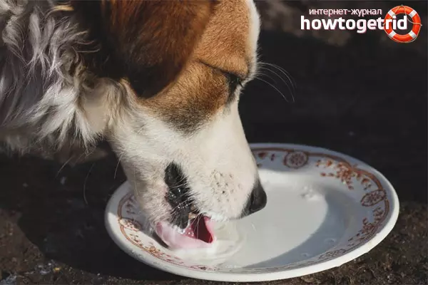 Asit süt ürünleri köpekler