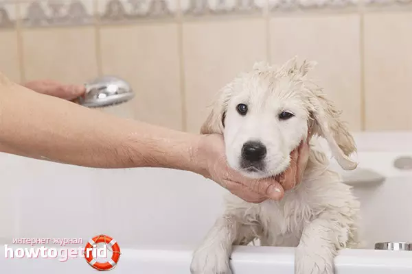 Ist es möglich, den Hund nach der Impfung zu waschen?