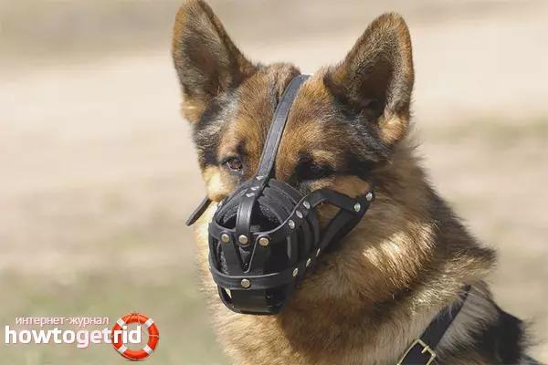 របៀបជ្រើសរើសឆ្កែ muzzle