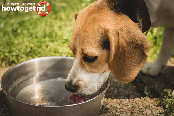 Hund trinkt viel Wasser: Norm oder Pathologie?