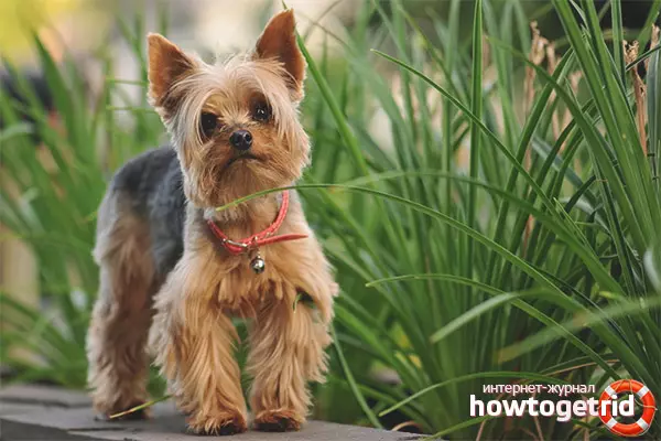 Yorkshire Terrier.