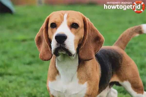 Beagle