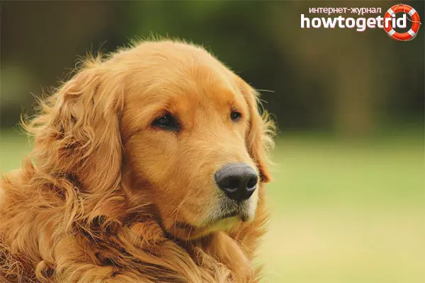 Retriever Golden