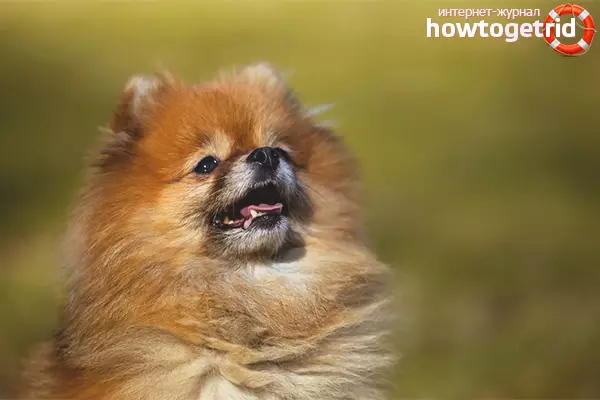 Pomeranian Spitz.