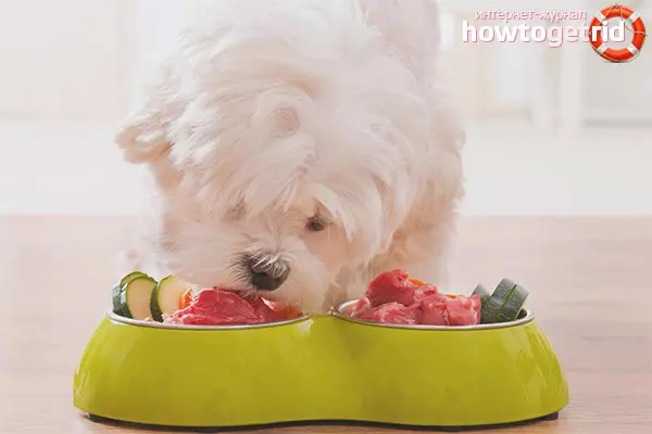 Cara memberi makan anjing dengan alami