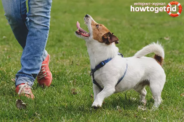 Sådan lærer du en hund at gå uden snor