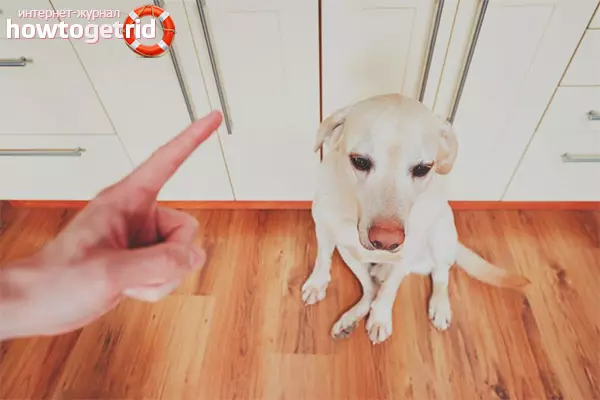 Como mostrar um cachorro que você é o principal