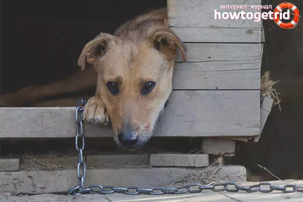 Sådan lærer du en hund til en kæde og en booth