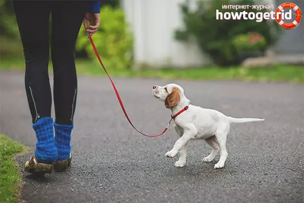 Berapa umur Anda berjalan dengan anak anjing?