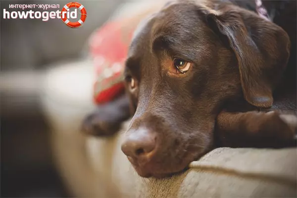 Depresi pada Anjing: Penyebab, Gejala, Perawatan