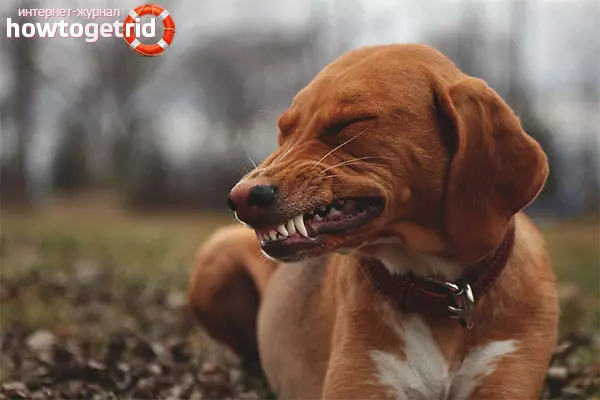 O cachorro bate os dentes