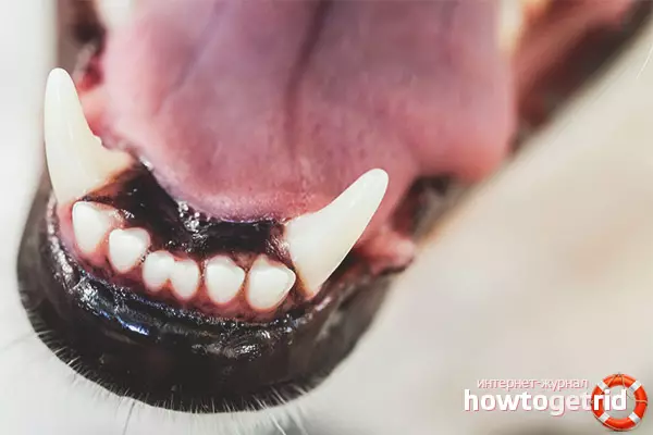 Distúrbios do sistema nervoso como uma causa de dentes de clasion em um cão